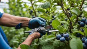 Growing Hydroponic Blueberries: A Complete Guide